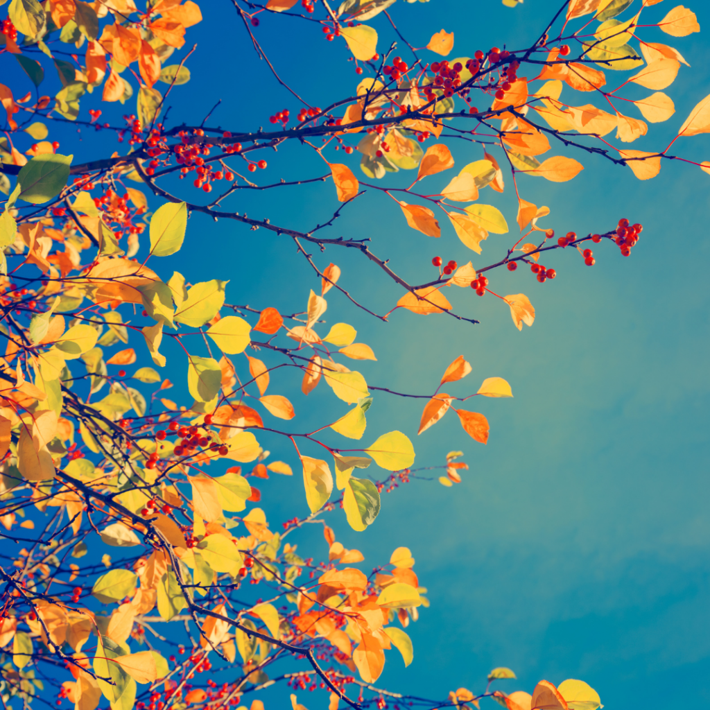 Autumn & Acupuncture - Thrive Carolinas